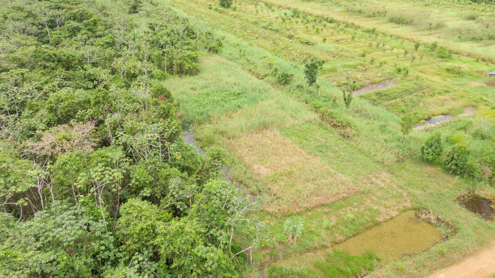 Lompongweg (Tamanredjo) #214 • Perceel te koop • Tamanredjo, Commewijne ...